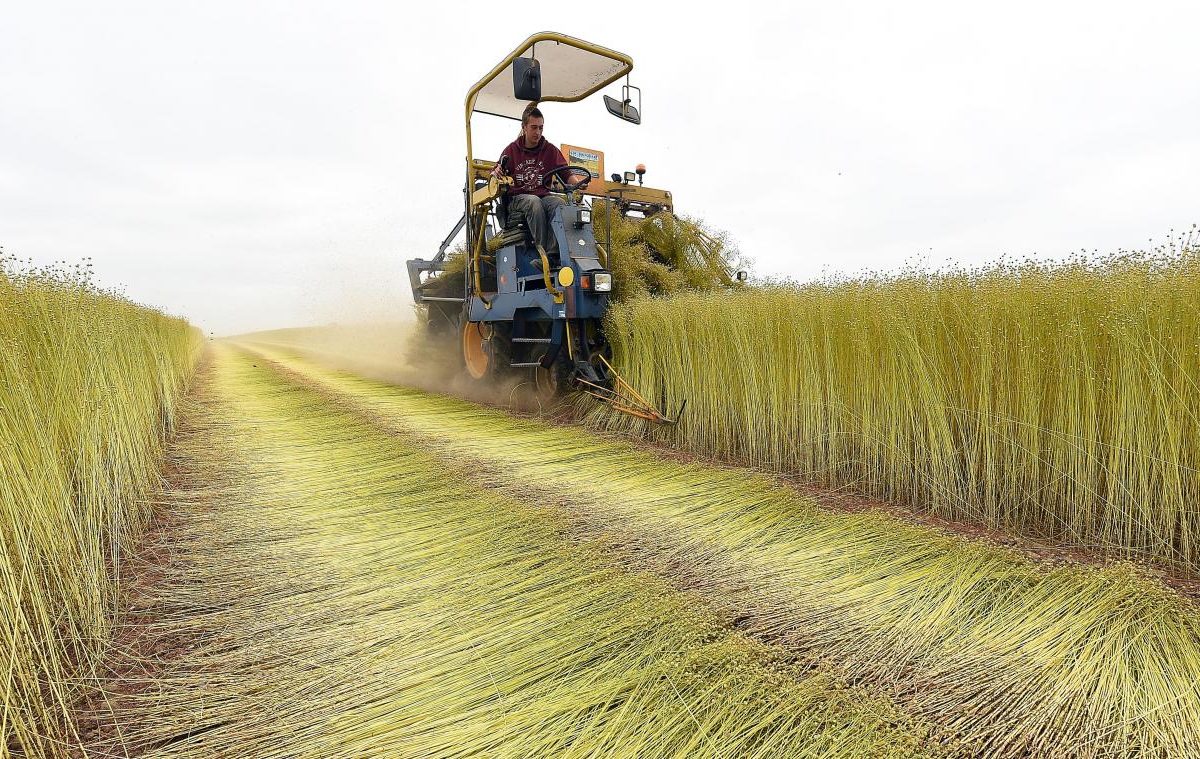 Le lin made in France, une production localisée - PROMOSTYL