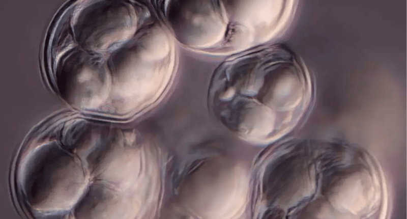 MiDori® bioWick A BIOSOURCE FINISHING - PROMOSTYL