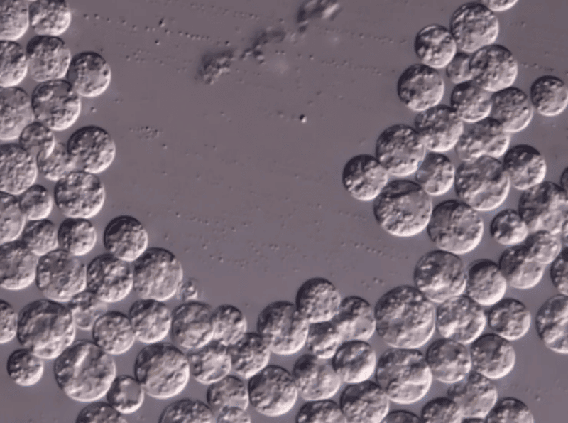 MiDori® bioWick UNE FINITION BIOSOURCEE - PROMOSTYL